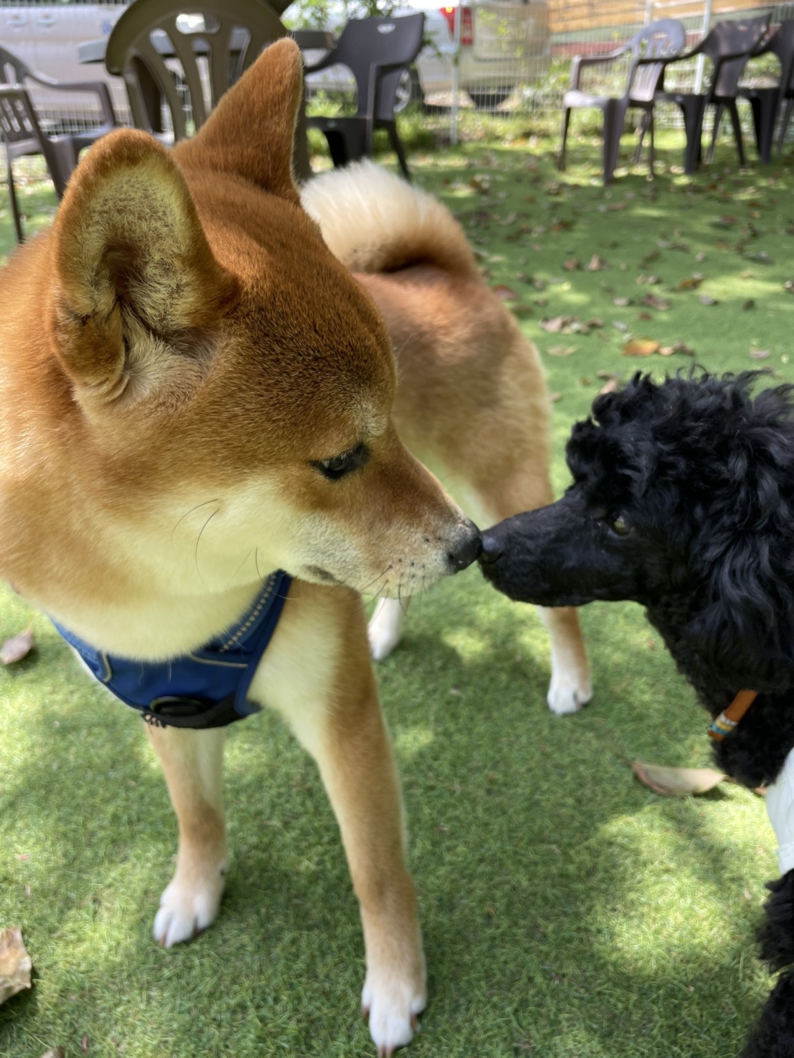 Dog: Impossibleで犬の行動を説明する表現や感激を伝える英語表現をチェック（音声付） | 45 ENGLISH